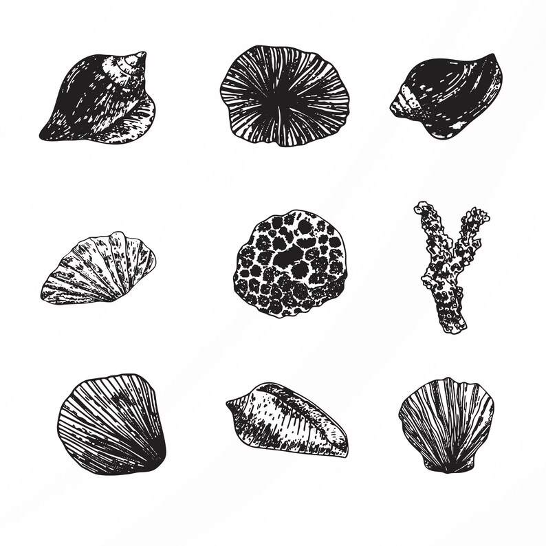 Seashell Svg Bundle, Seashell Clipart for Cricut, Sea World Vector ...
