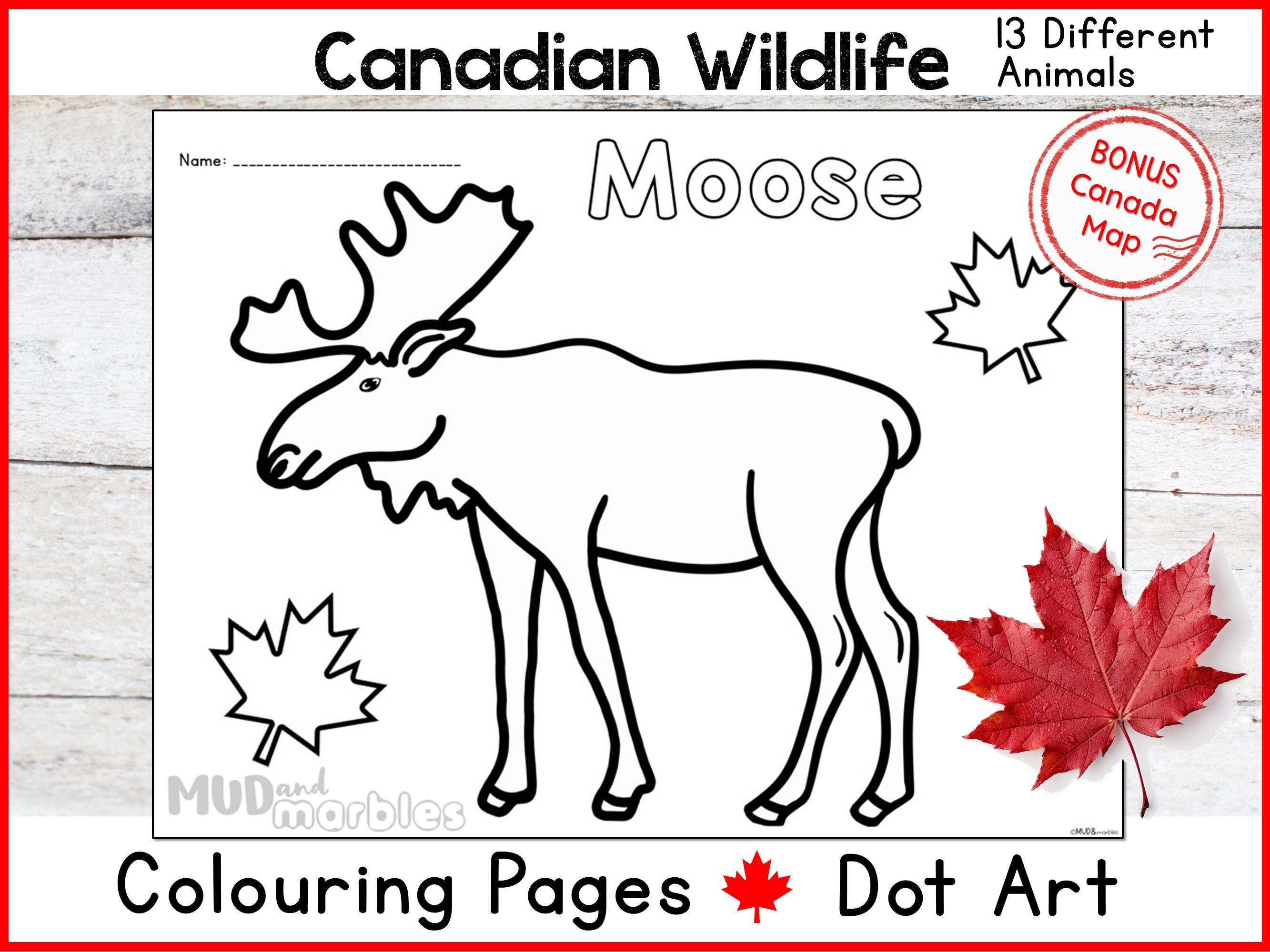 Canadian Wildlife Colouring Pages & Dot Art - Etsy