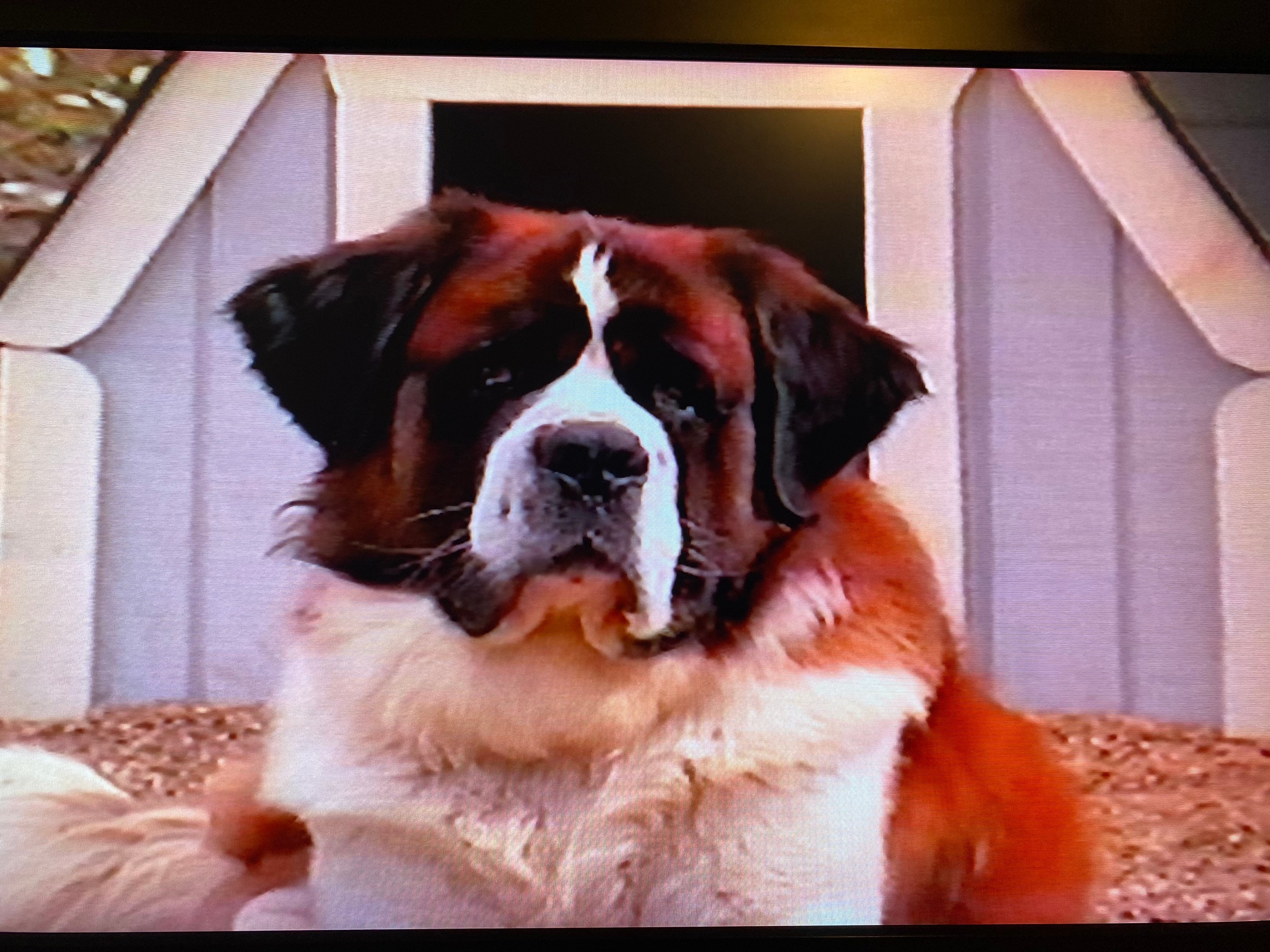 Beethoven VHS Video 1992 Film Comedy Family Movie - Etsy