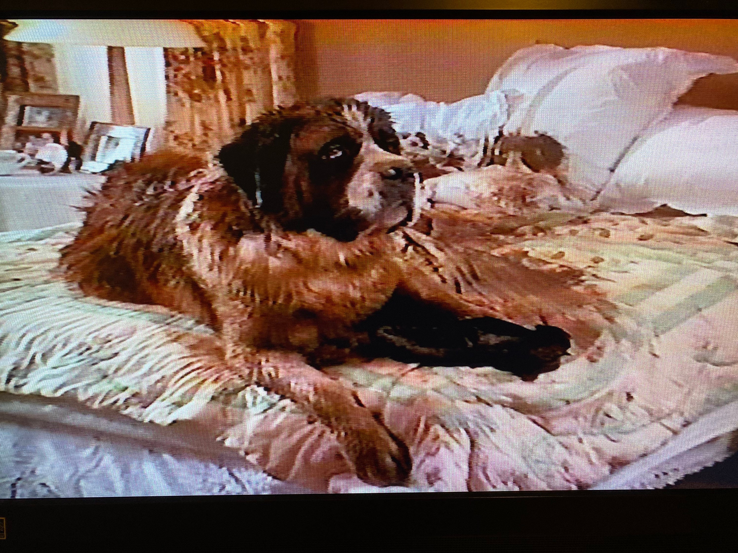 Beethoven VHS Video 1992 Film Comedy Family Movie - Etsy