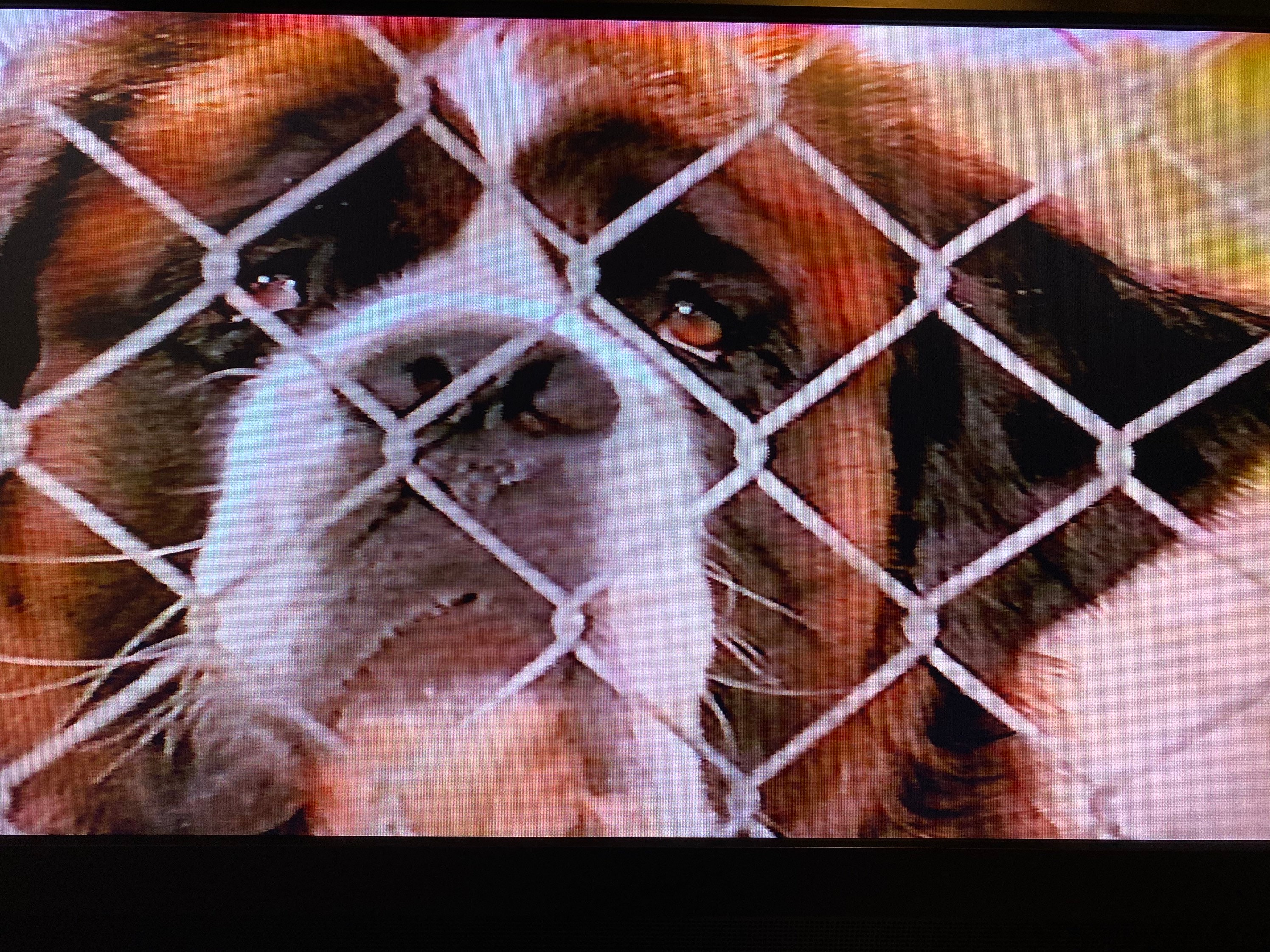 Beethoven VHS Video 1992 Film Comedy Family Movie - Etsy