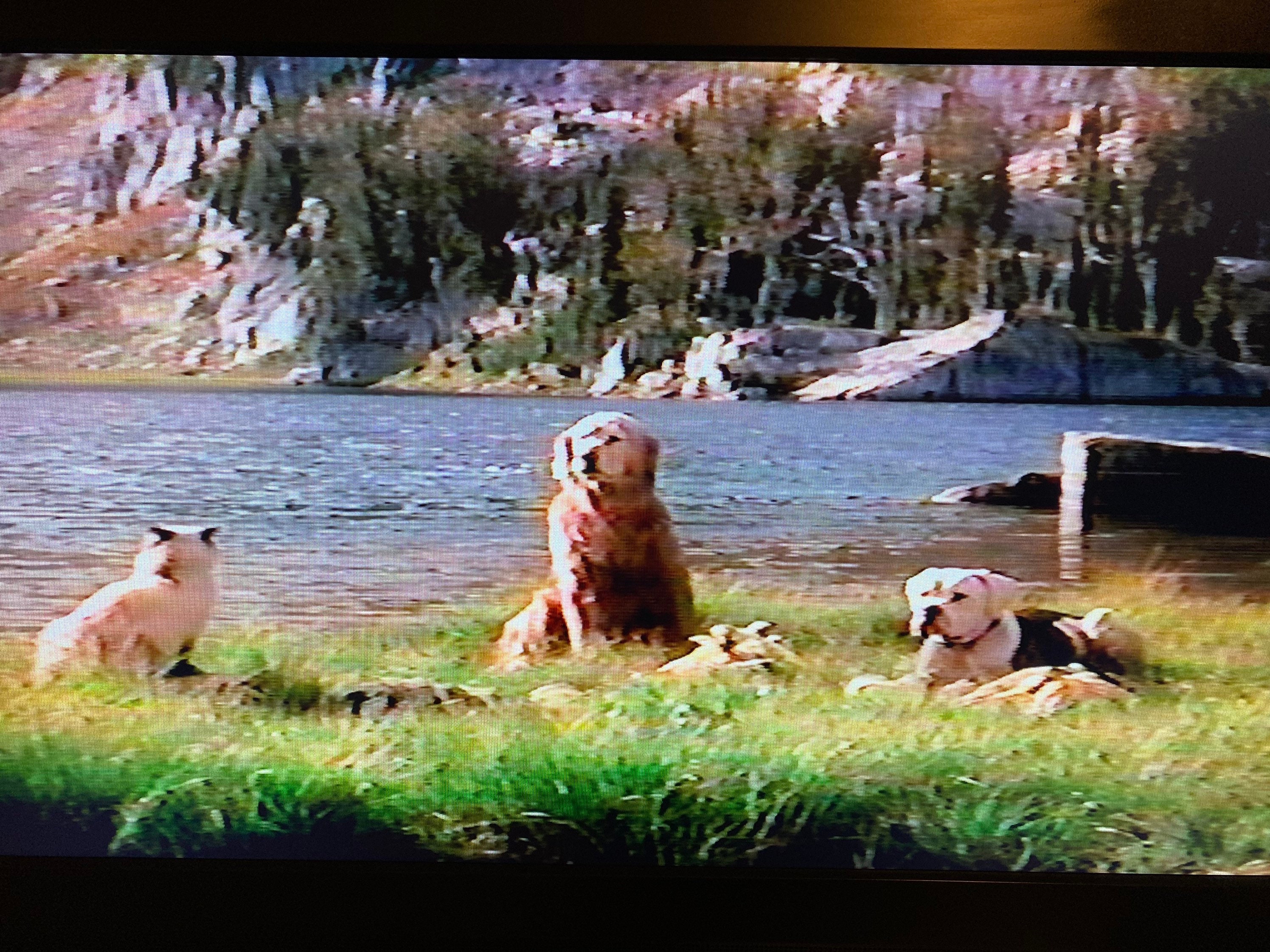 Homeward Bound the Incredible Journey VHS Movie 1993 Adventure Comedy ...