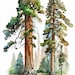 Giant Sequoia Trees Print, Redwood Tree Watercolor Painting, Instant ...