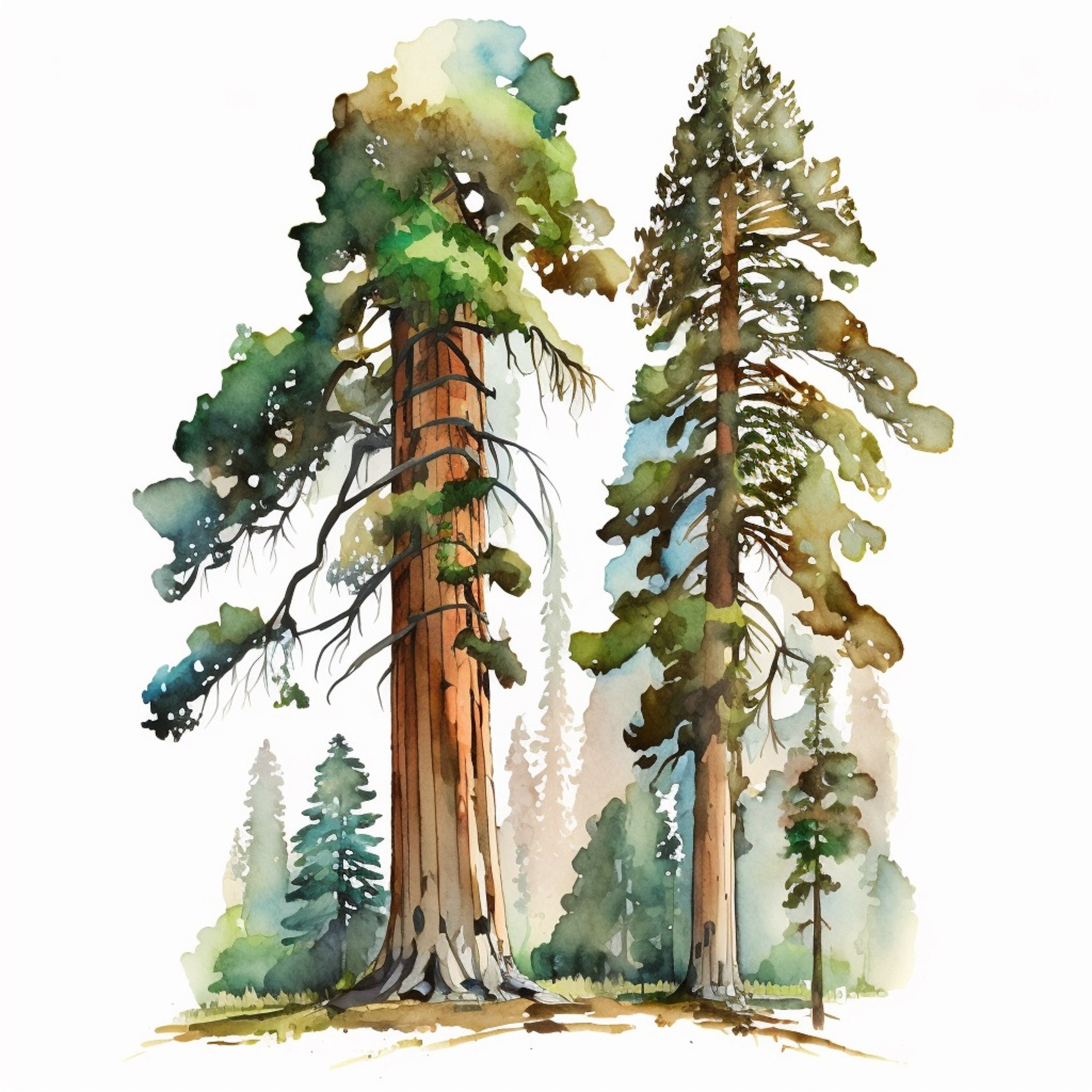 Giant Sequoia Trees Print, Redwood Tree Watercolor Painting, Instant ...