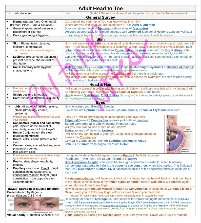 Head to Toe Adult Assessment Guide NP RN - Etsy