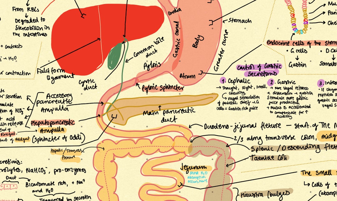 Revision Poster on Physiology of the Gastrointestinal Tract for Medical ...