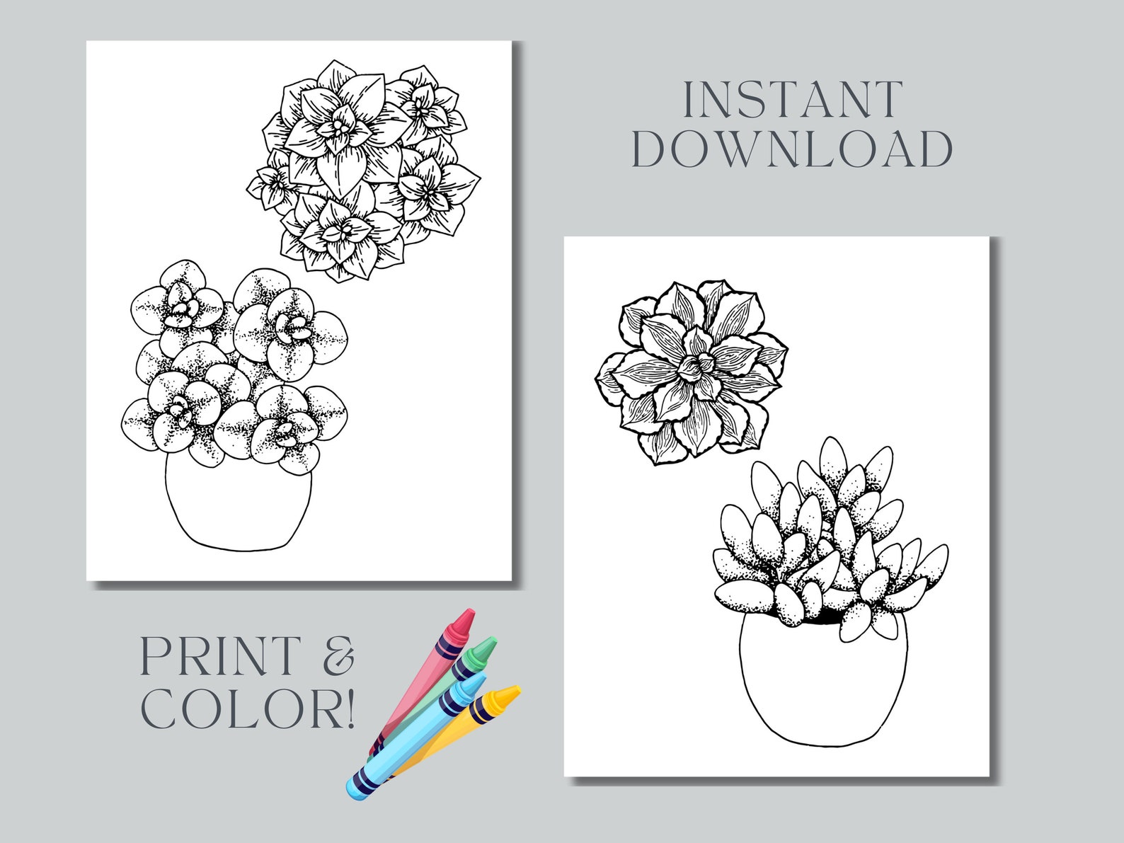 8 Succulent Coloring Pages Succulent Prints Nature - Etsy