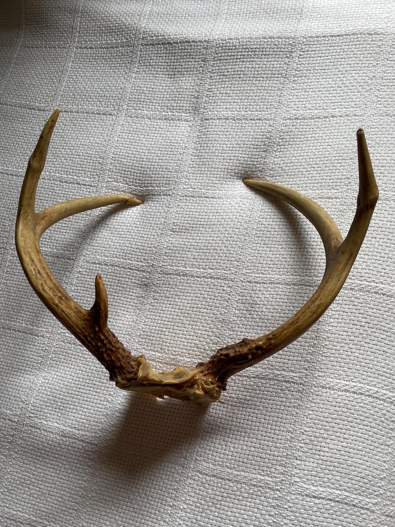 Vintage Whitetail Deer Antlers 5 Pt - Etsy