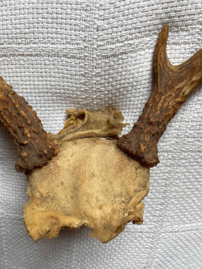 Vintage Whitetail Deer Antlers 5 Pt - Etsy