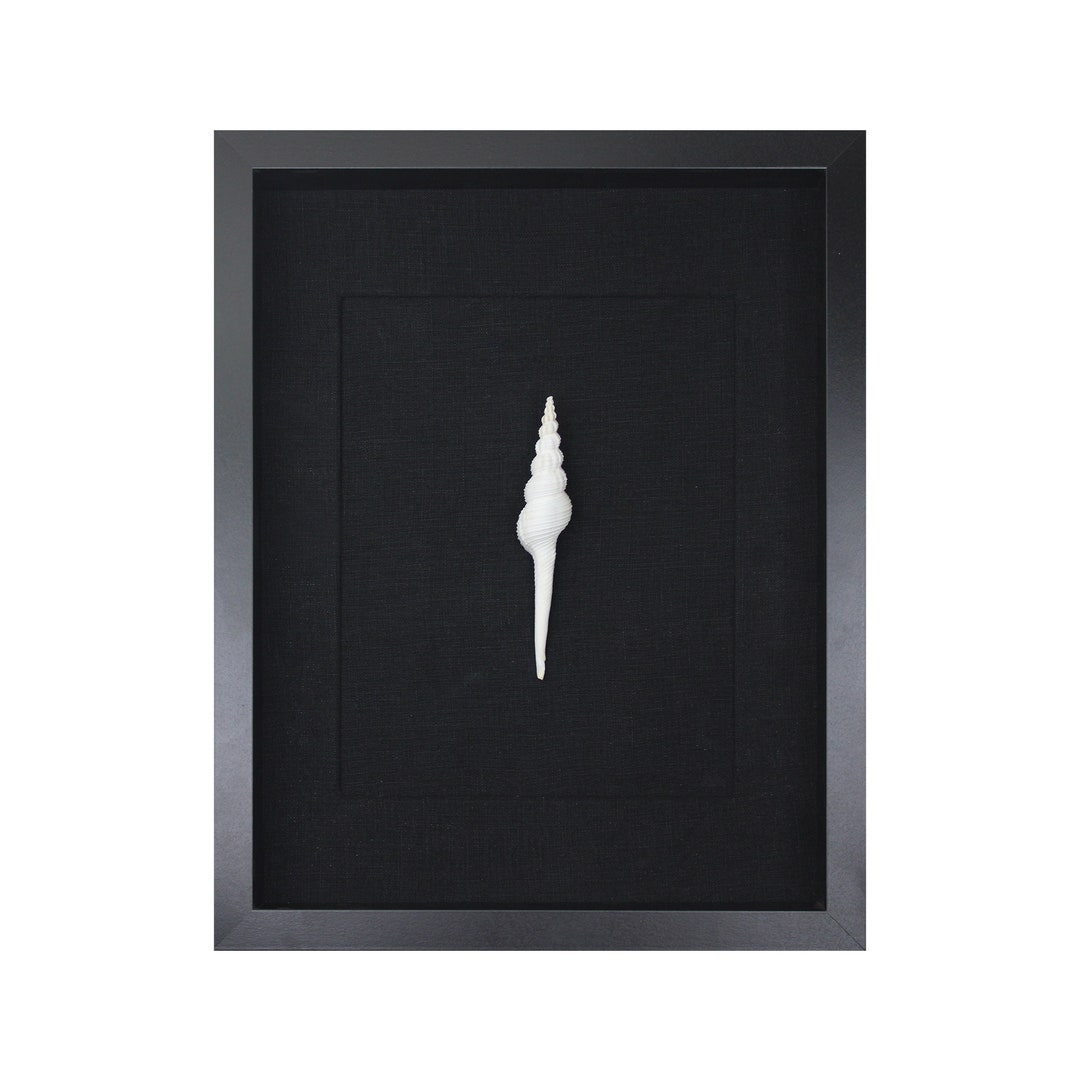 Seashell Wall Art Framed Shells in Shadowbox Black Frame With Black ...