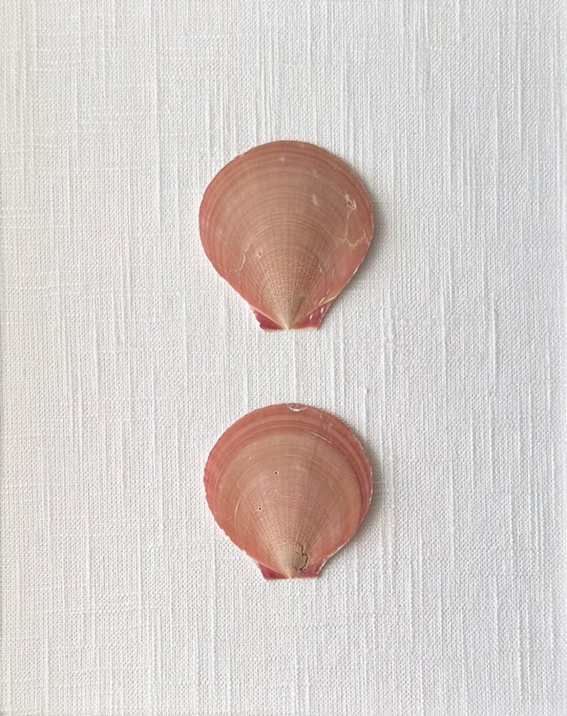 Seashell Wall Art Framed Shells in Shadowbox Black Frame With Ivory ...