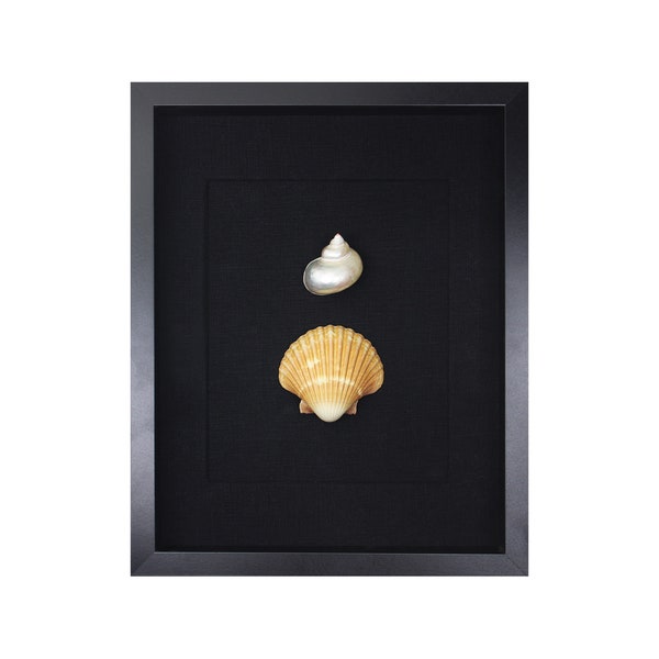 Framed Shell Art - Etsy