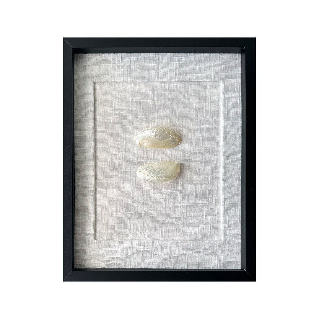 Seashell Wall Art Framed Shells in Shadowbox Black Frame With Ivory ...