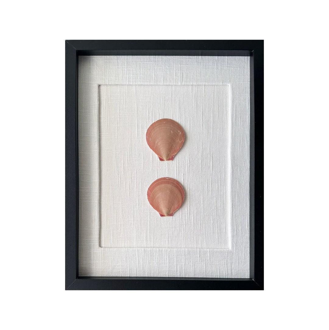 Seashell Wall Art - Framed Shells in Shadowbox - Black Frame With Ivory ...
