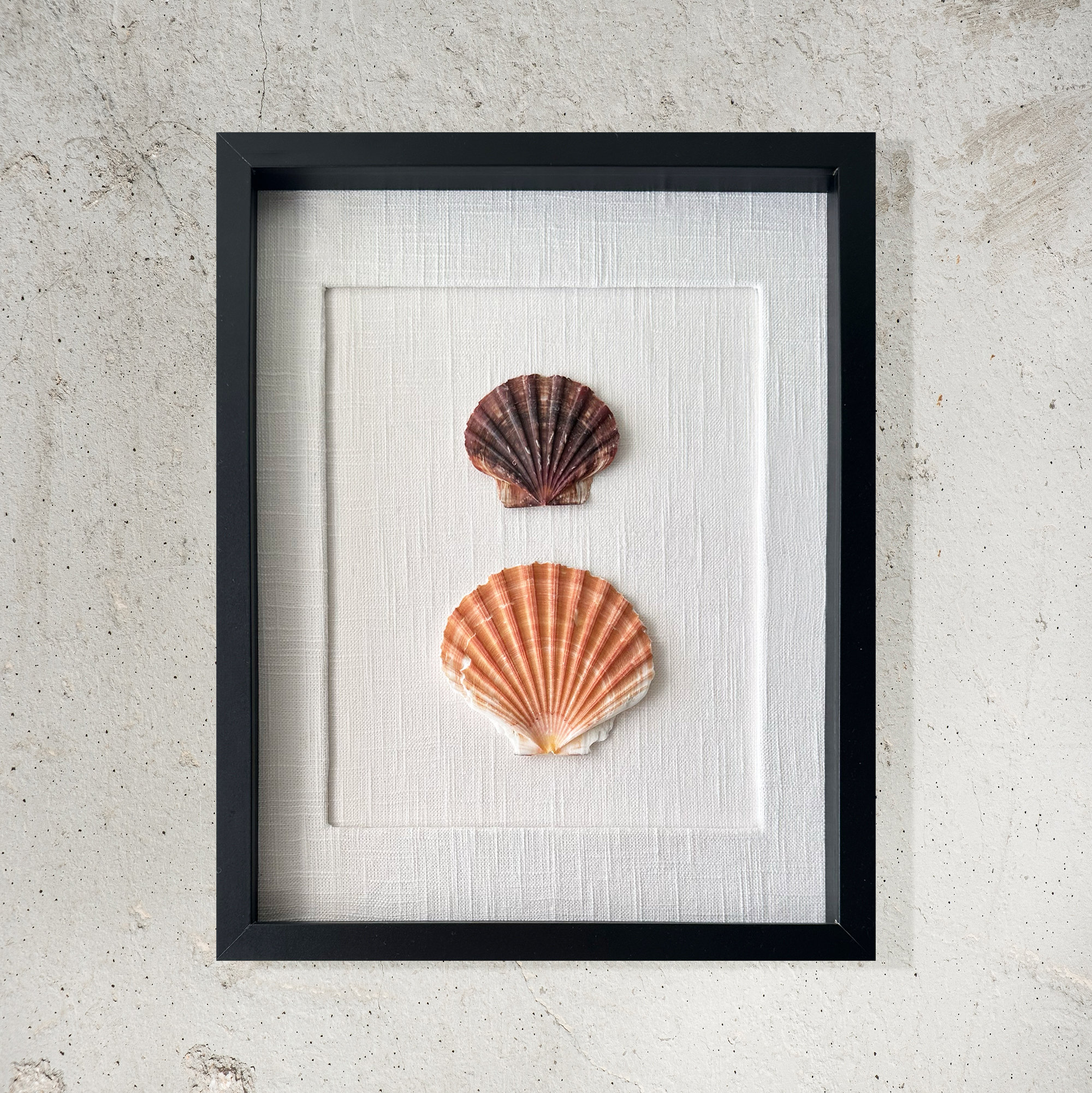 Seashell Wall Art Framed Shells in Shadowbox Black Frame With Ivory ...