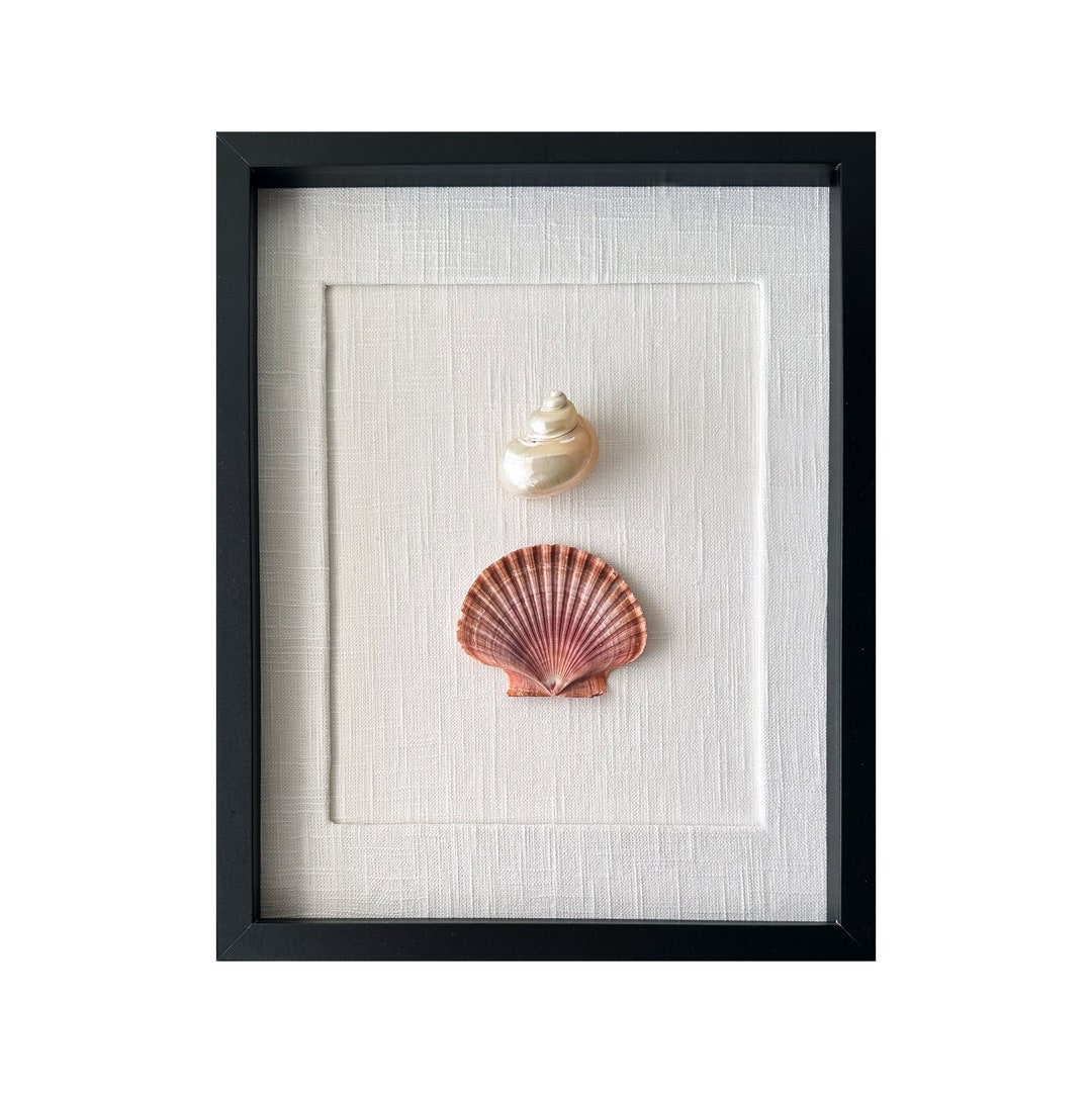 Seashell Wall Art Framed Shells in Shadowbox Black Frame With Ivory ...