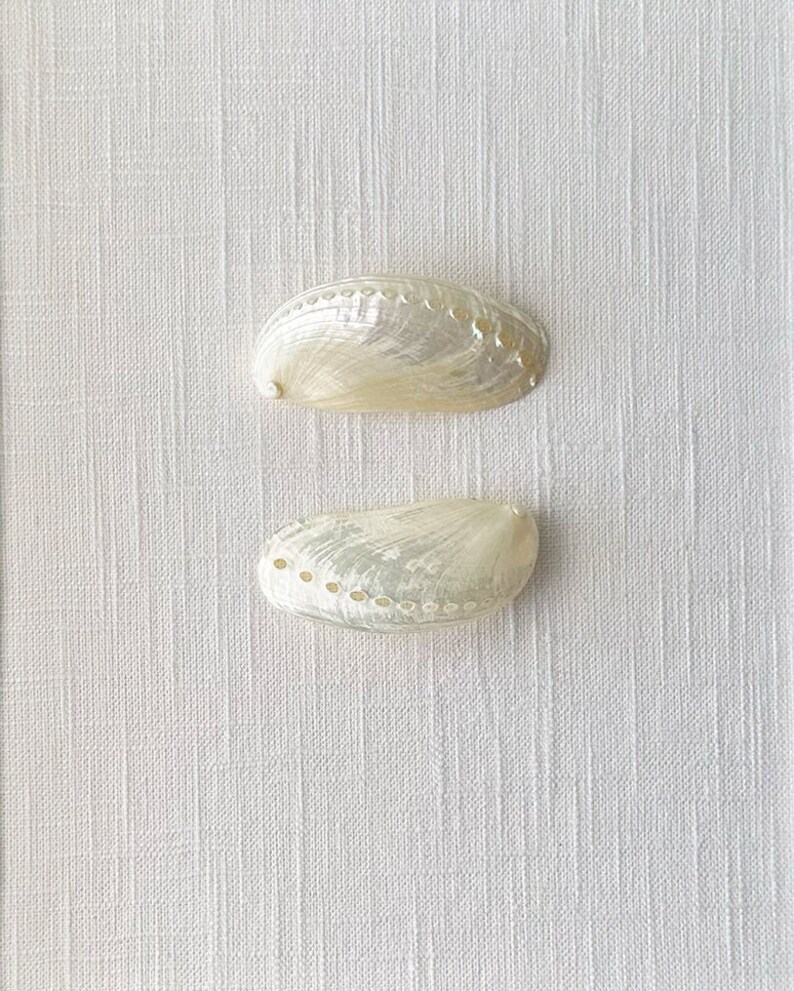 Seashell Wall Art Framed Shells in Shadowbox Black Frame With Ivory ...