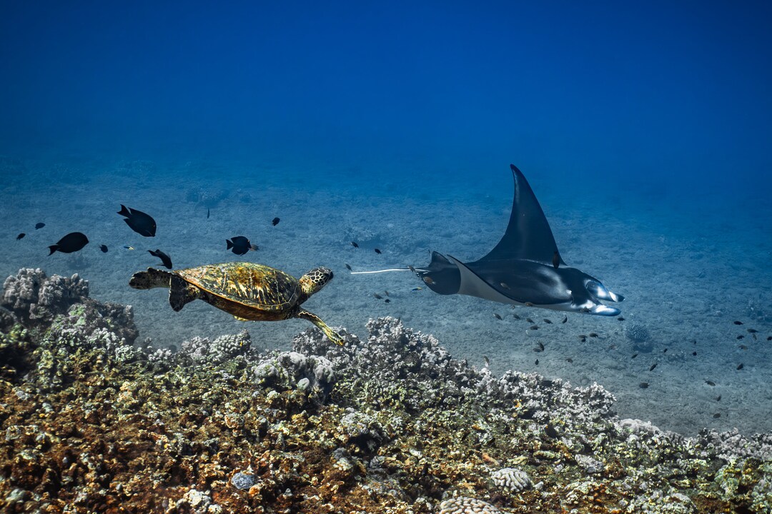 Maui Manta Ray and Turtle Wildlife Photography Prints Lustre Paper ...