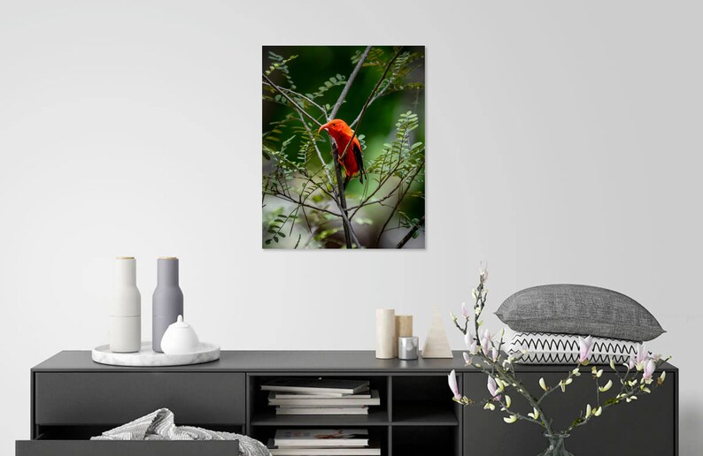 Hawaiian I'iwi Bird Wildlife Photography Prints • Lustre Paper, Canvas ...