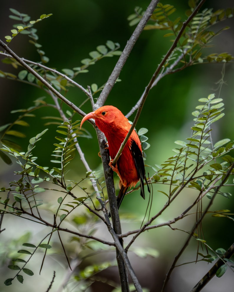 Hawaiian I'iwi Bird Wildlife Photography Prints • Lustre Paper, Canvas ...