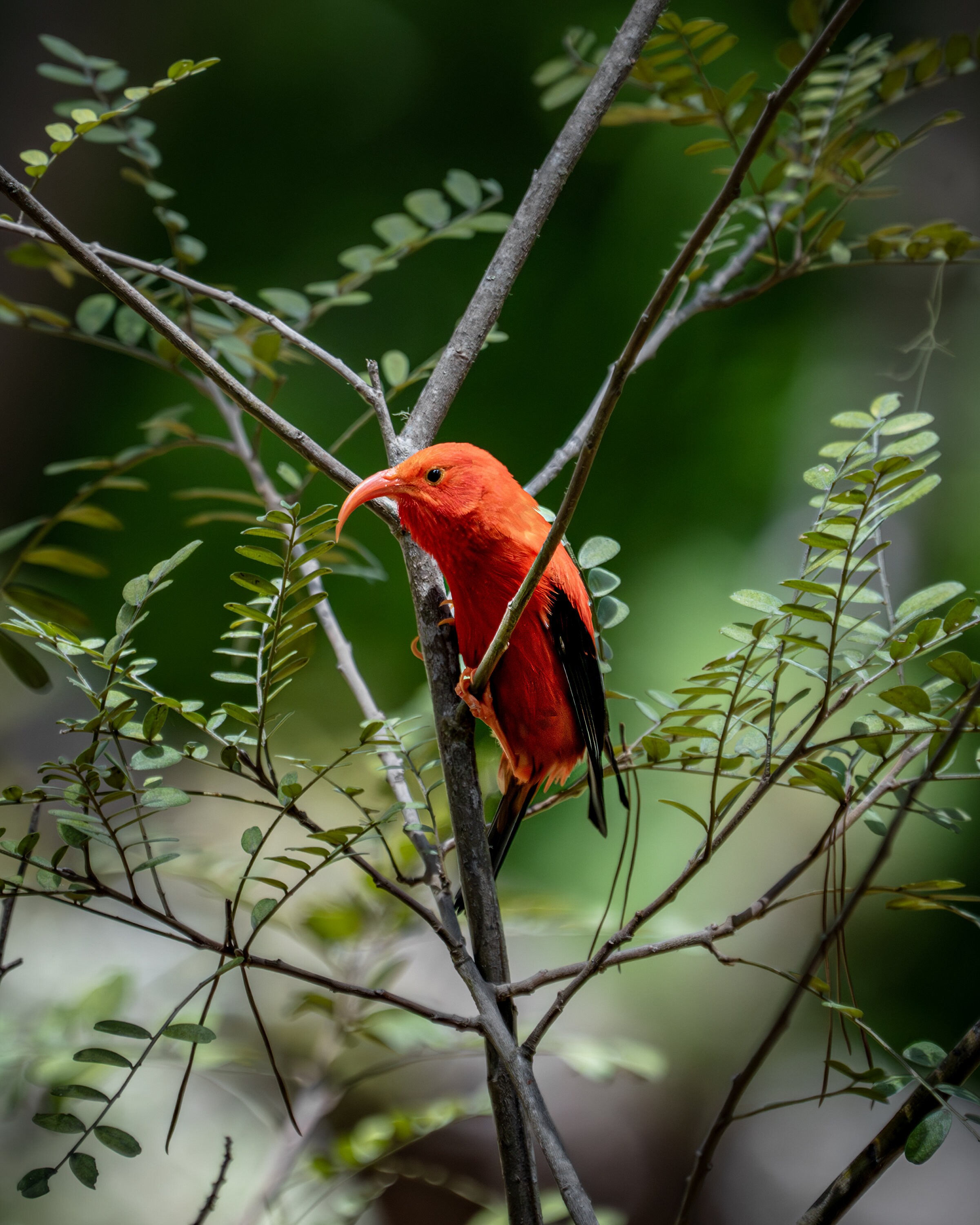 Hawaiian I'iwi Bird Wildlife Photography Prints • Lustre Paper, Canvas ...