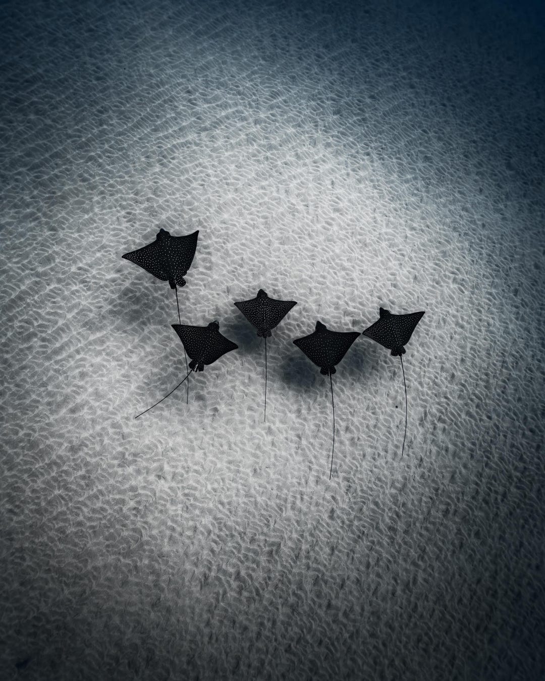 Maui Eagle Ray Wildlife Photography Prints • Lustre Paper, Canvas, and ...