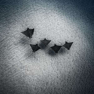 Maui Eagle Ray Wildlife Photography Prints • Lustre Paper, Canvas, and ...