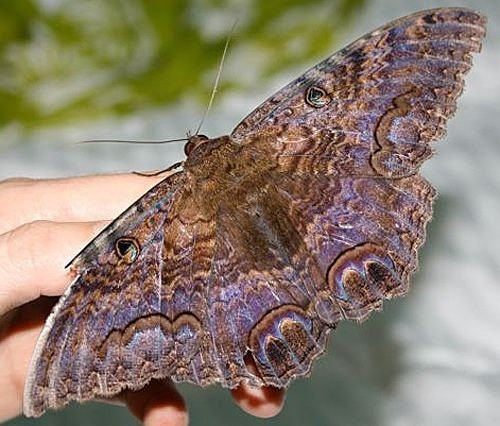 5lb Weighted Black Witch Moth Plush | Soft Sculpture Moth Art Doll ...