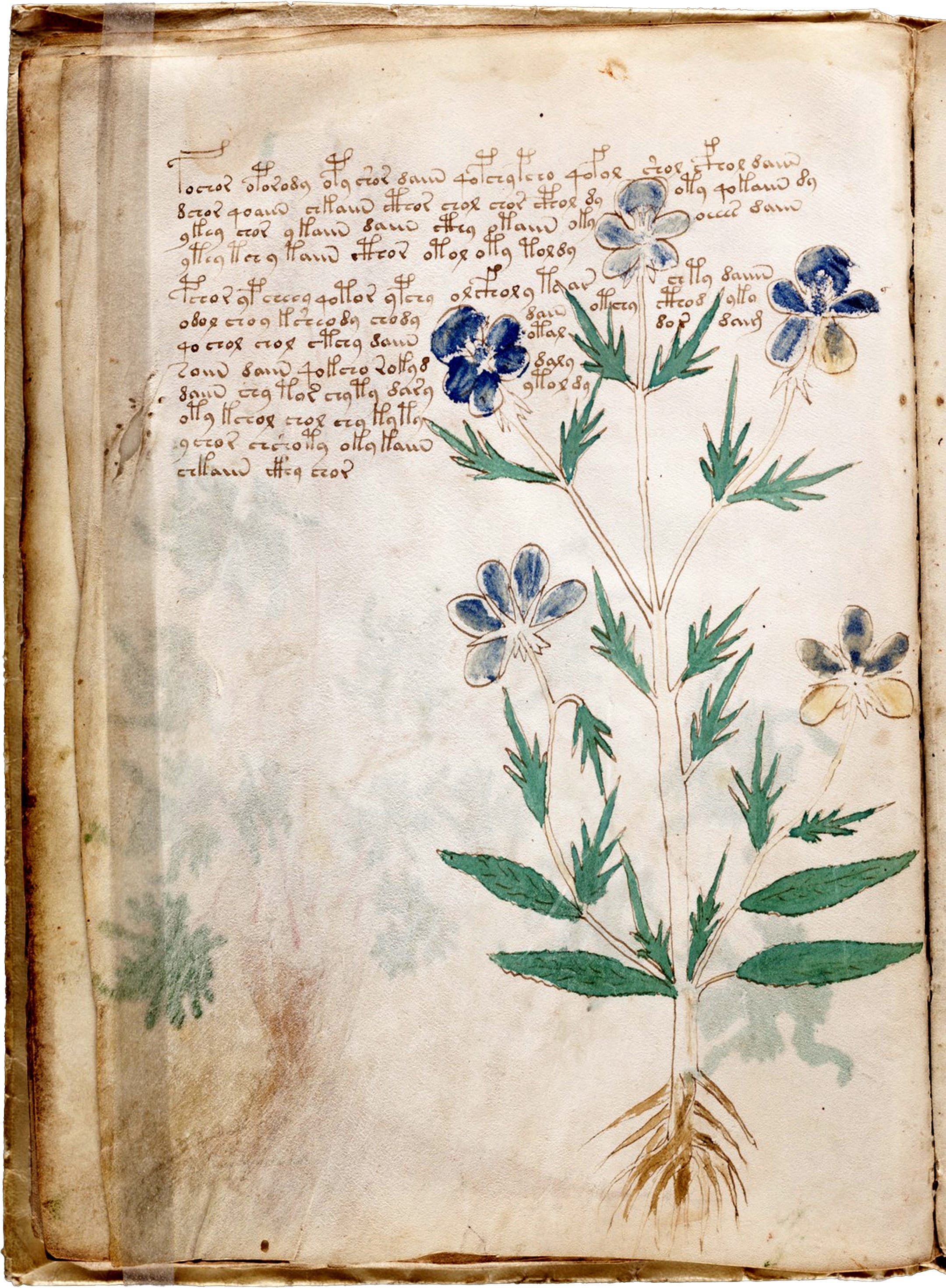 Voynich Manuscript Mysterious Ancient Flower/plant Book Page 15th ...