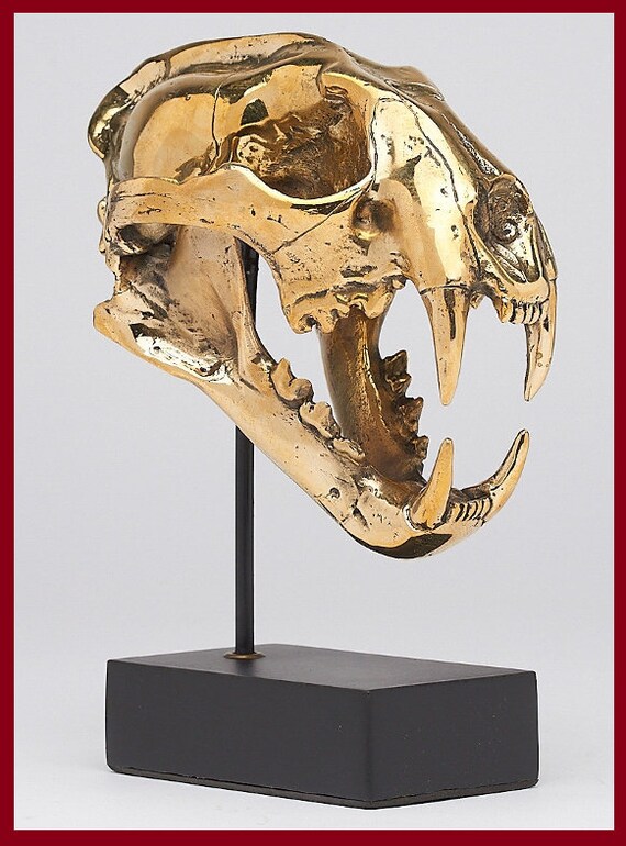 Snow Leopard Skull