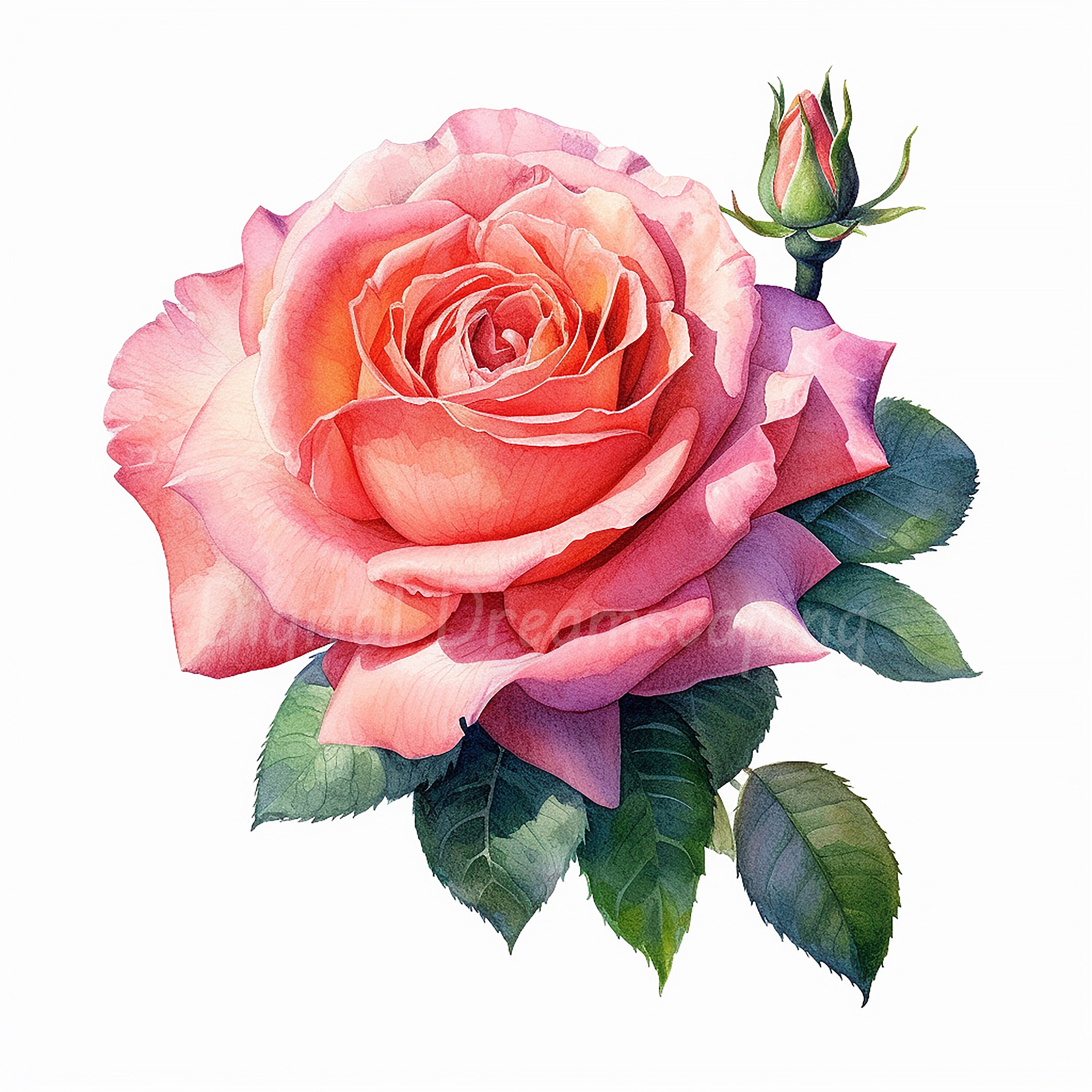 Rose Clipart Bundle Digital Download Watercolor Wall - Etsy