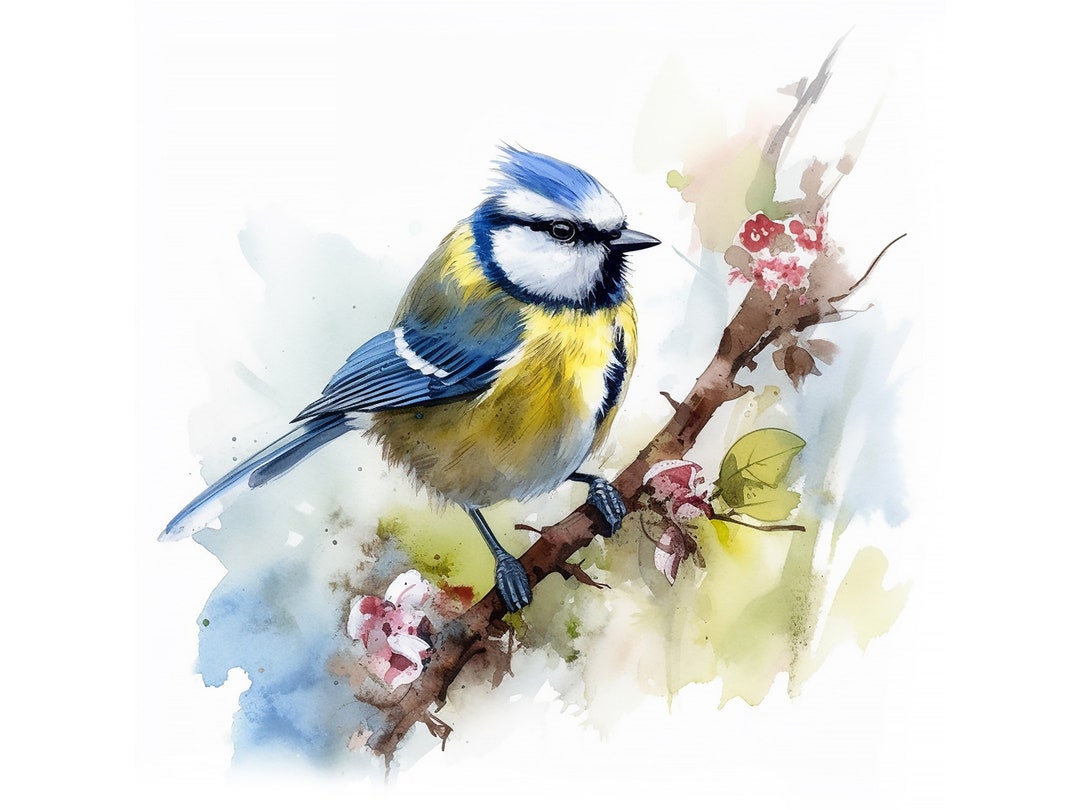 Blaumeise Clipart Bundle Digitaler Download, Aquarell Clip Art ...