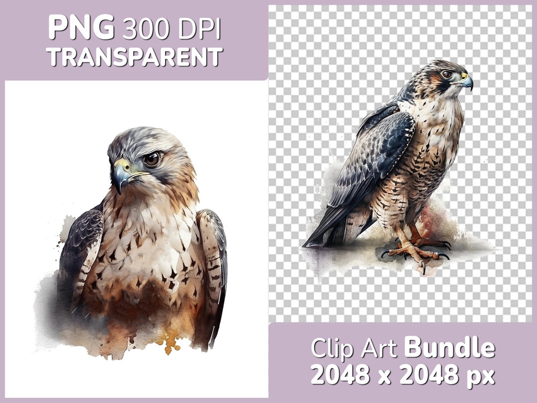Falcon Clipart Bundle Watercolor Clip Art Digital, PNG Transparent for ...