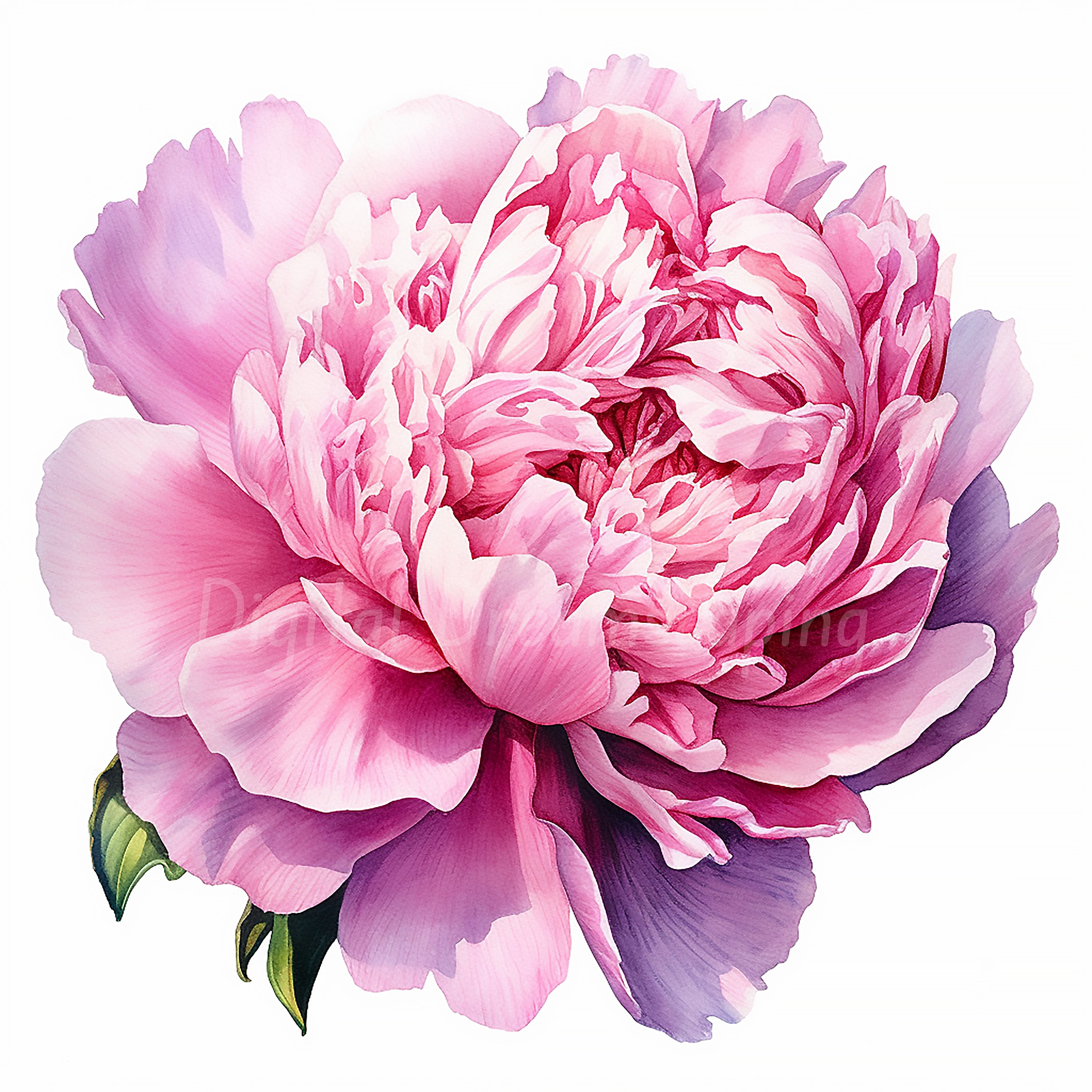 Peony Clipart Bundle Digital Download Watercolor Wall - Etsy