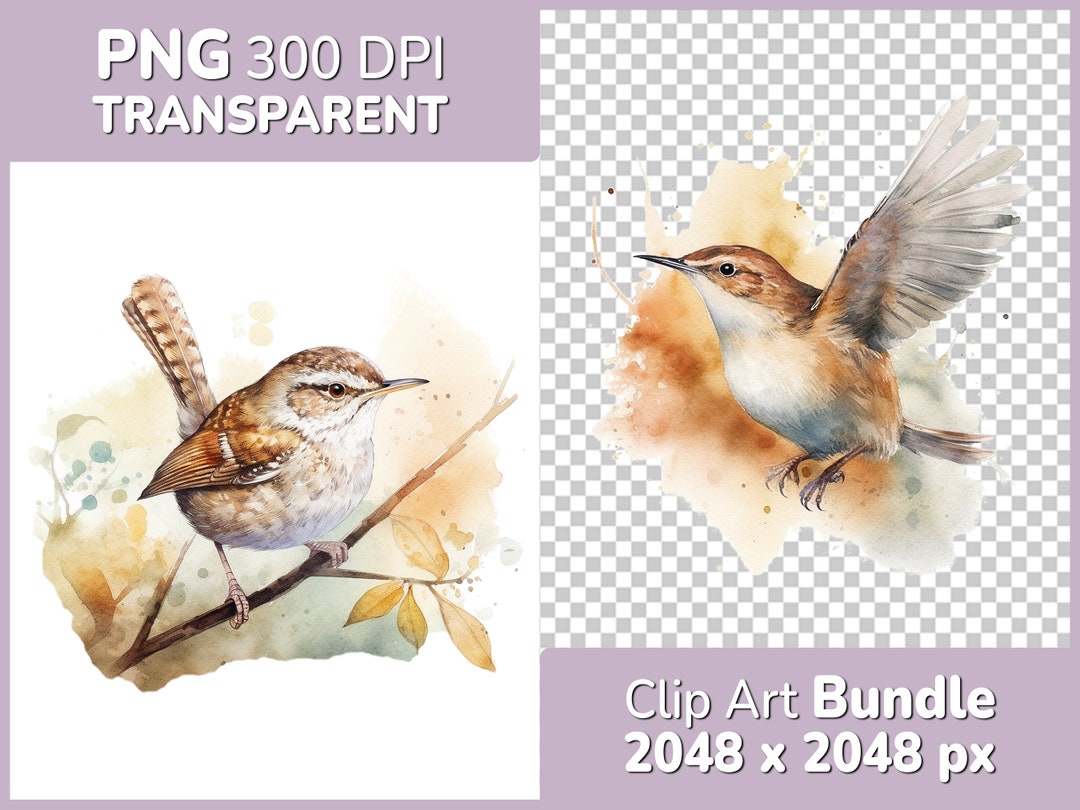 Wren Bird Clipart Bundle 8x Detailed Watercolor Motifs PNG Transparent ...