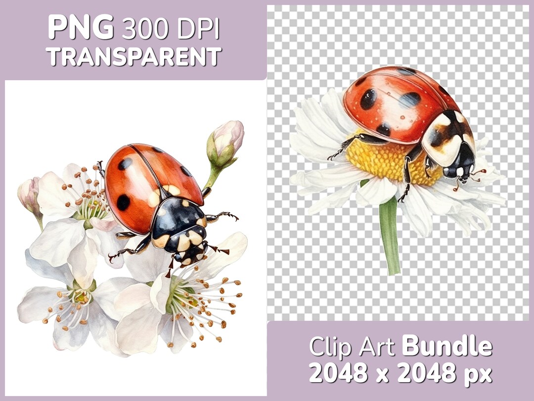 Ladybug Beetle Clipart Bundle 8x Detailed Watercolor Motifs PNG ...