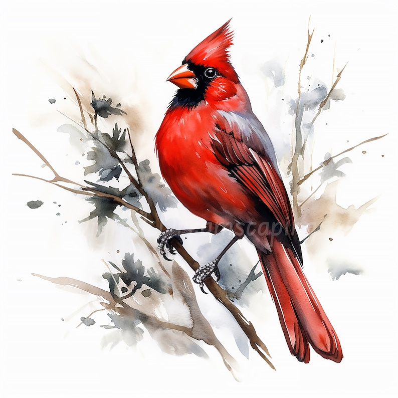 Red Cardinal Clipart Bundle, Digital Download, Watercolor Clip Art ...