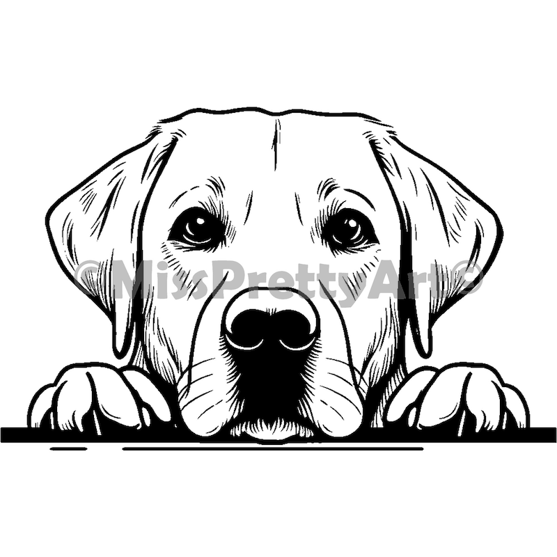 Peeking Lab Svg - Etsy