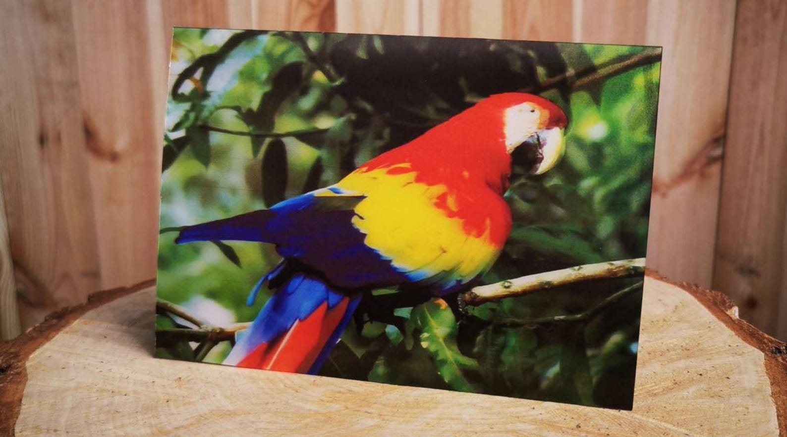 3D Lenticular Postcard 12x17cm Parrot 3D Effect Holographic ...