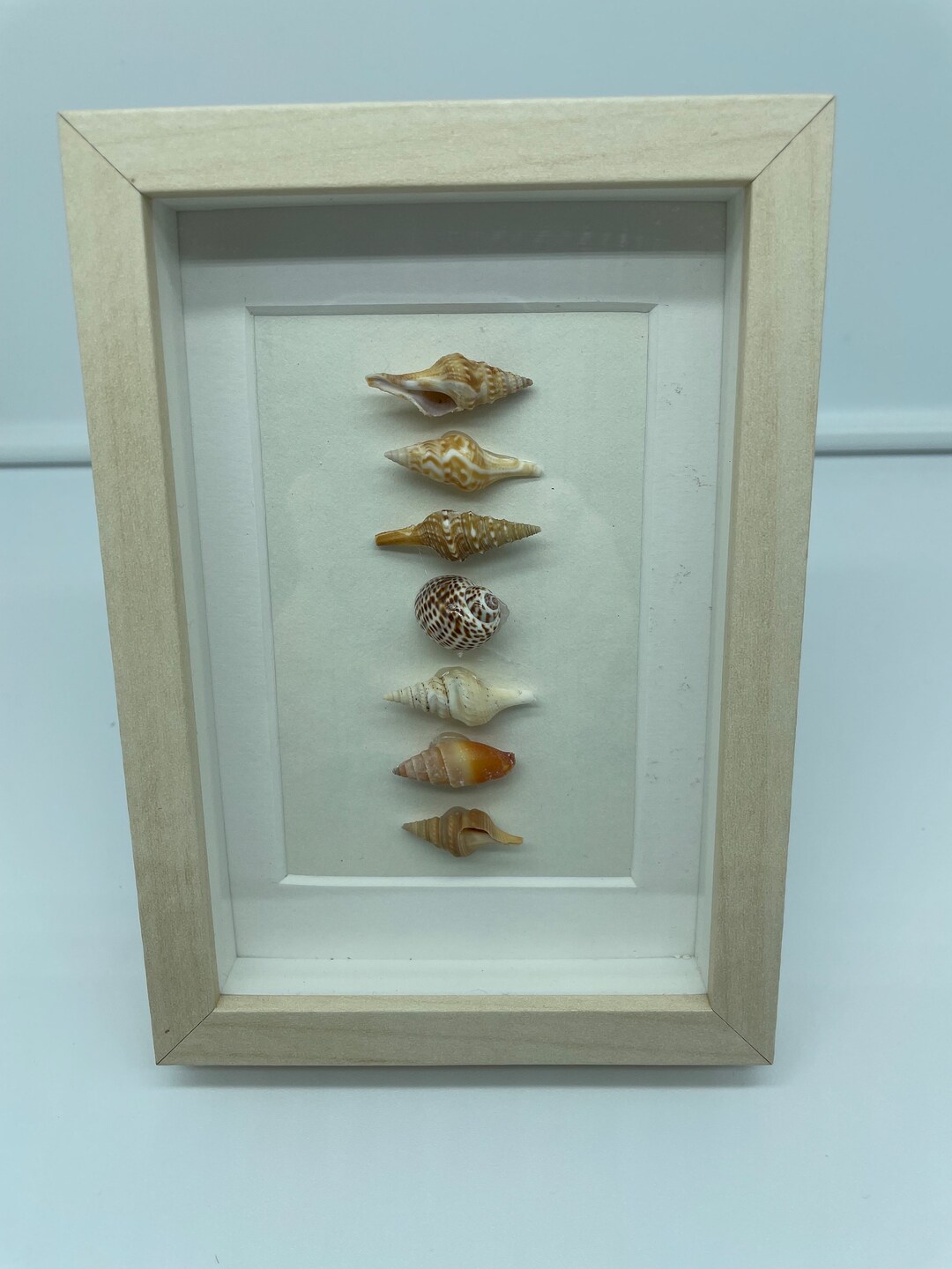 Table of Varied Sea Shells. Decorative Box Interior Design. - Etsy