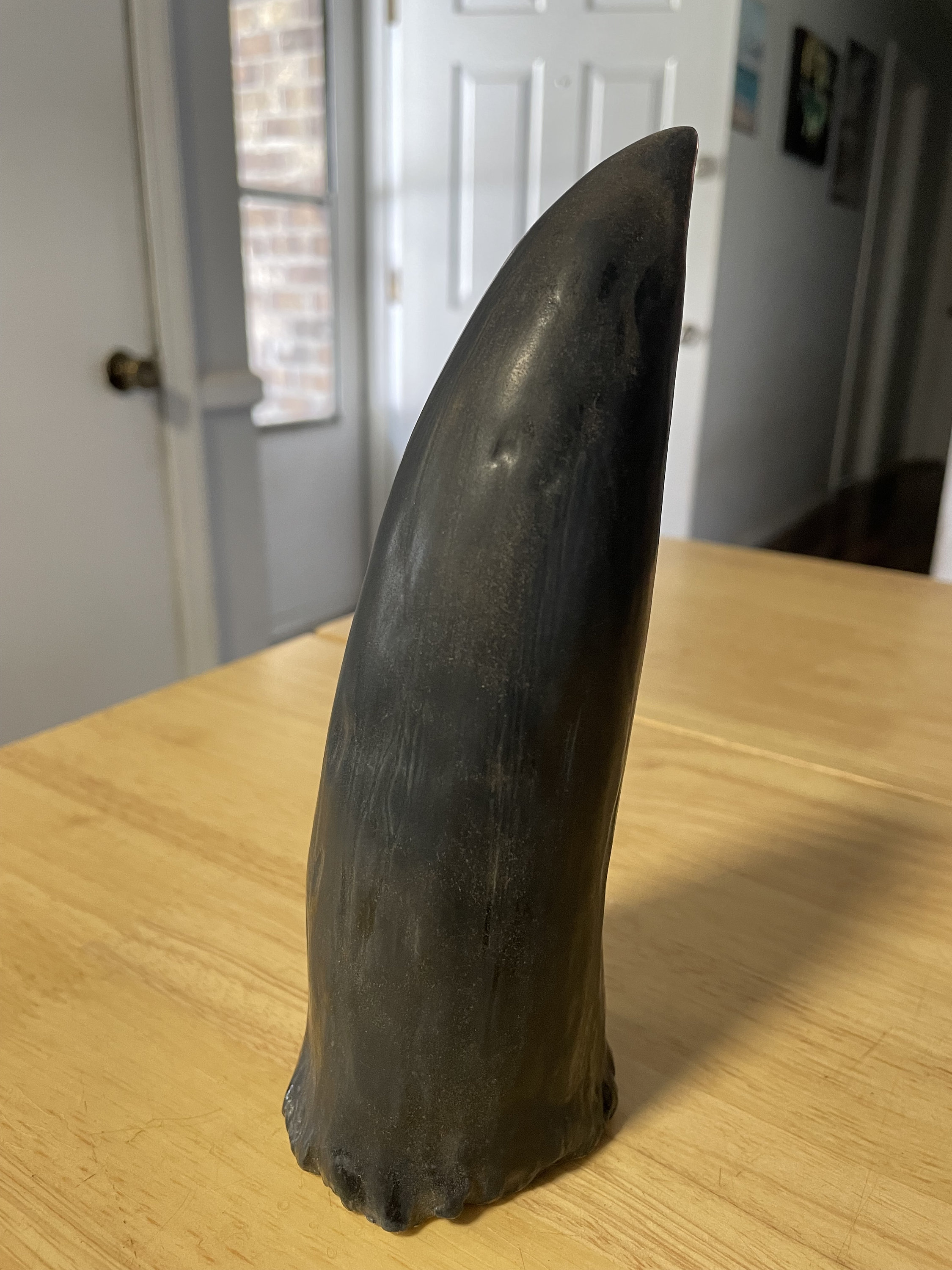 Jurassic Park Indominus Rex Tooth Replica Prop Aged Dark Gray/black - Etsy