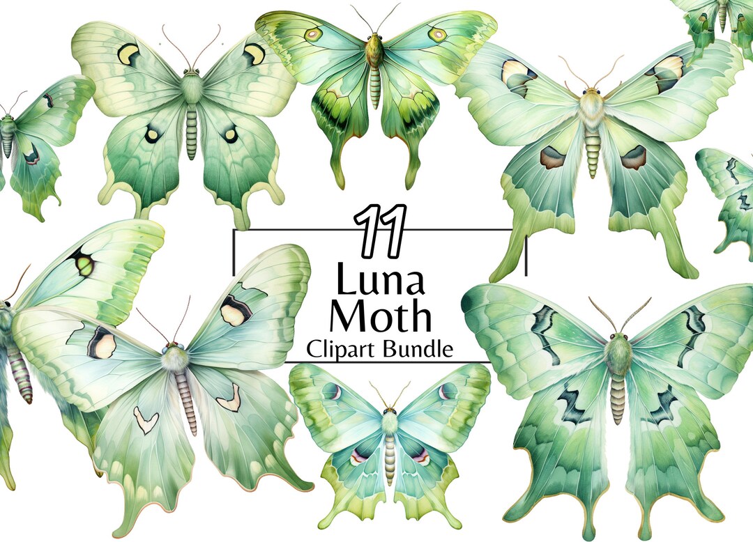 Luna Moth Clipart Bundle PNG, Detailed Watercolor Moth Clip Art ...