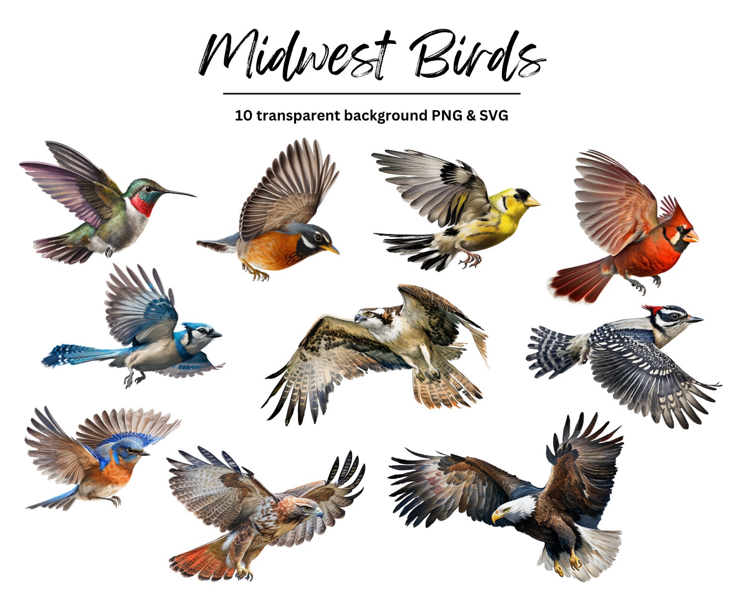 Digital Bird PNG - Digital Birds Clipart BUNDLE - Instant Download ...