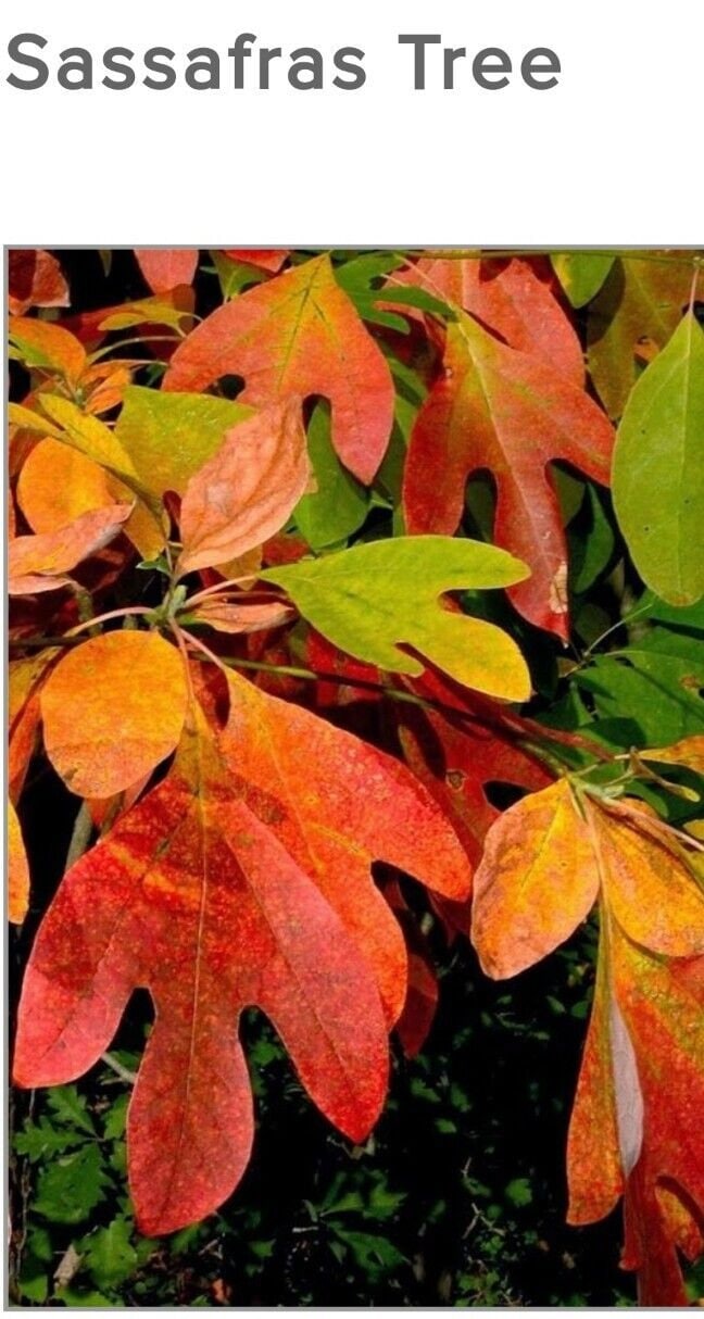 4 Ounces++ SASSAFRAS ROOTS Fresh Wild Grown Sassafras Roots With Bark ...