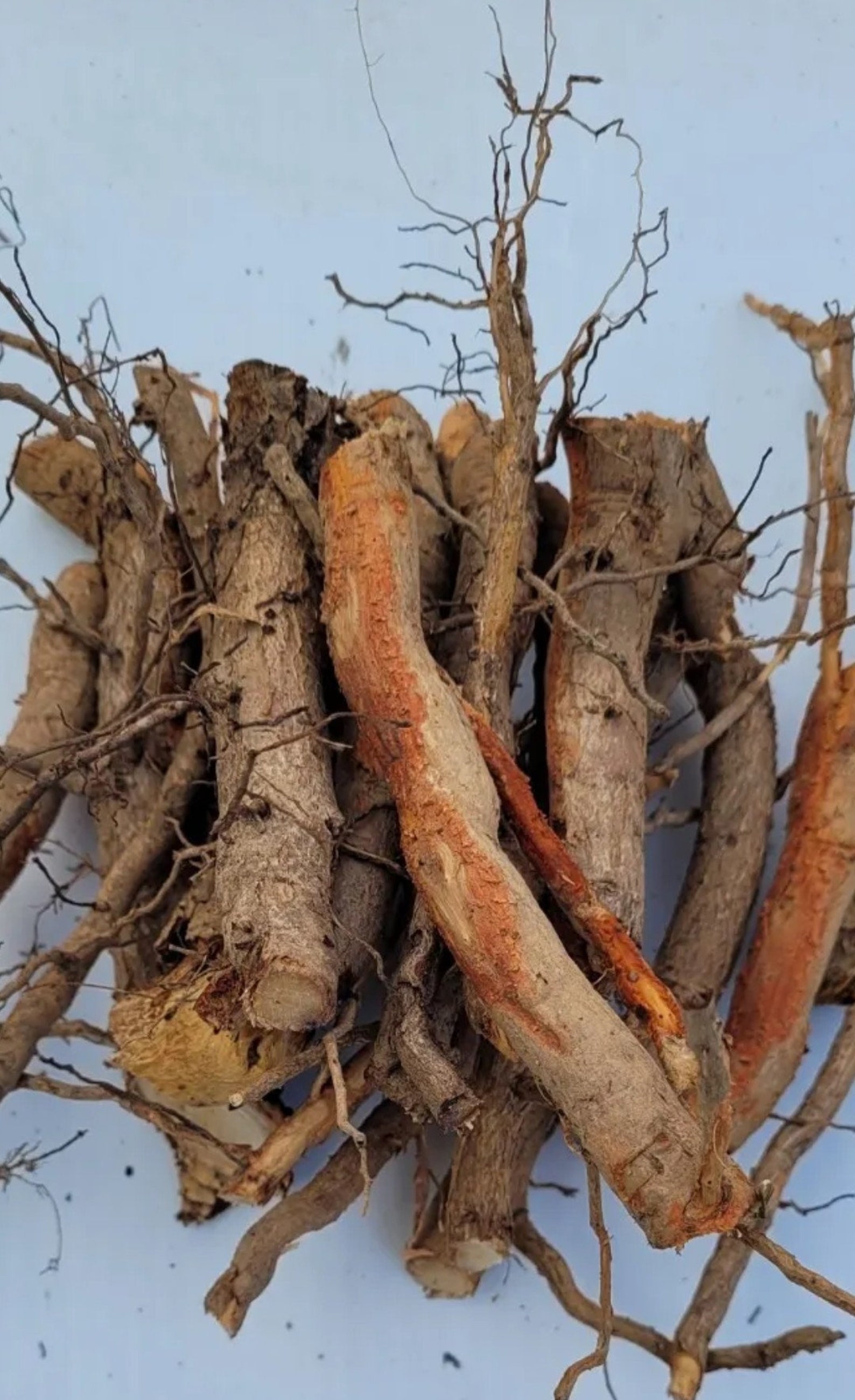 4 Ounces++ SASSAFRAS ROOTS Fresh Wild Grown Sassafras Roots With Bark ...