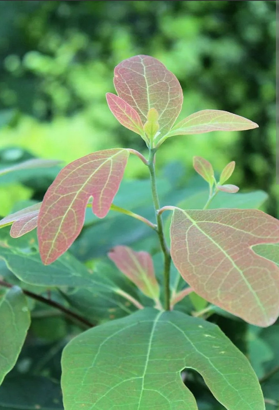 Fresh, Wild Sassafras Roots From the Missouri Ozarks - for Tea & Herb ...