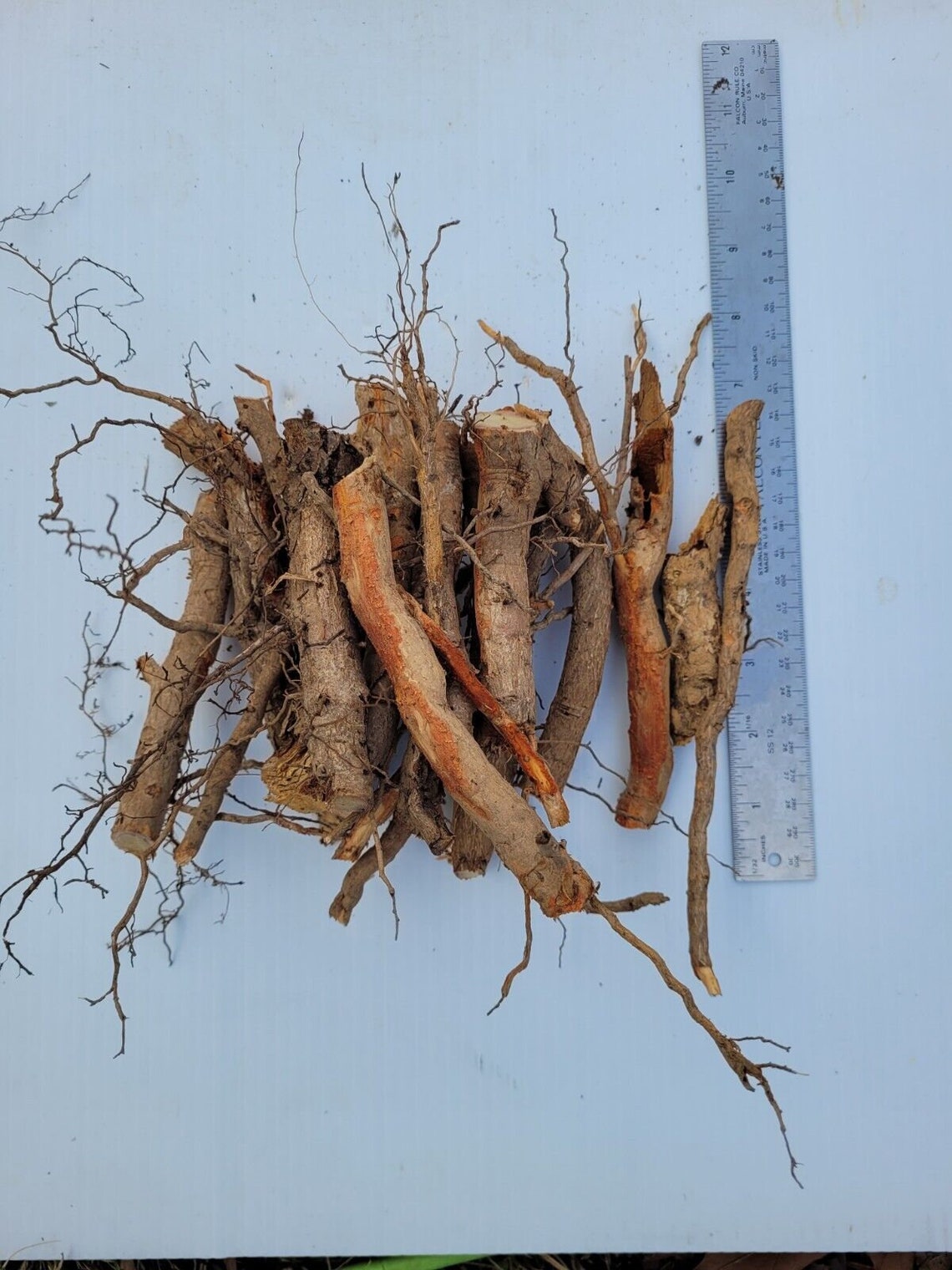 SASSAFRAS ROOTS One Pound Fresh Wild Grown Sassafras Roots With Bark ...