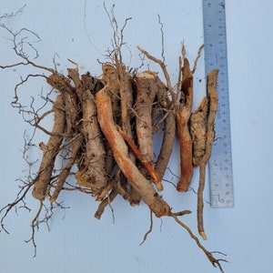 SASSAFRAS ROOTS One Pound Fresh Wild Grown Sassafras Roots With Bark ...