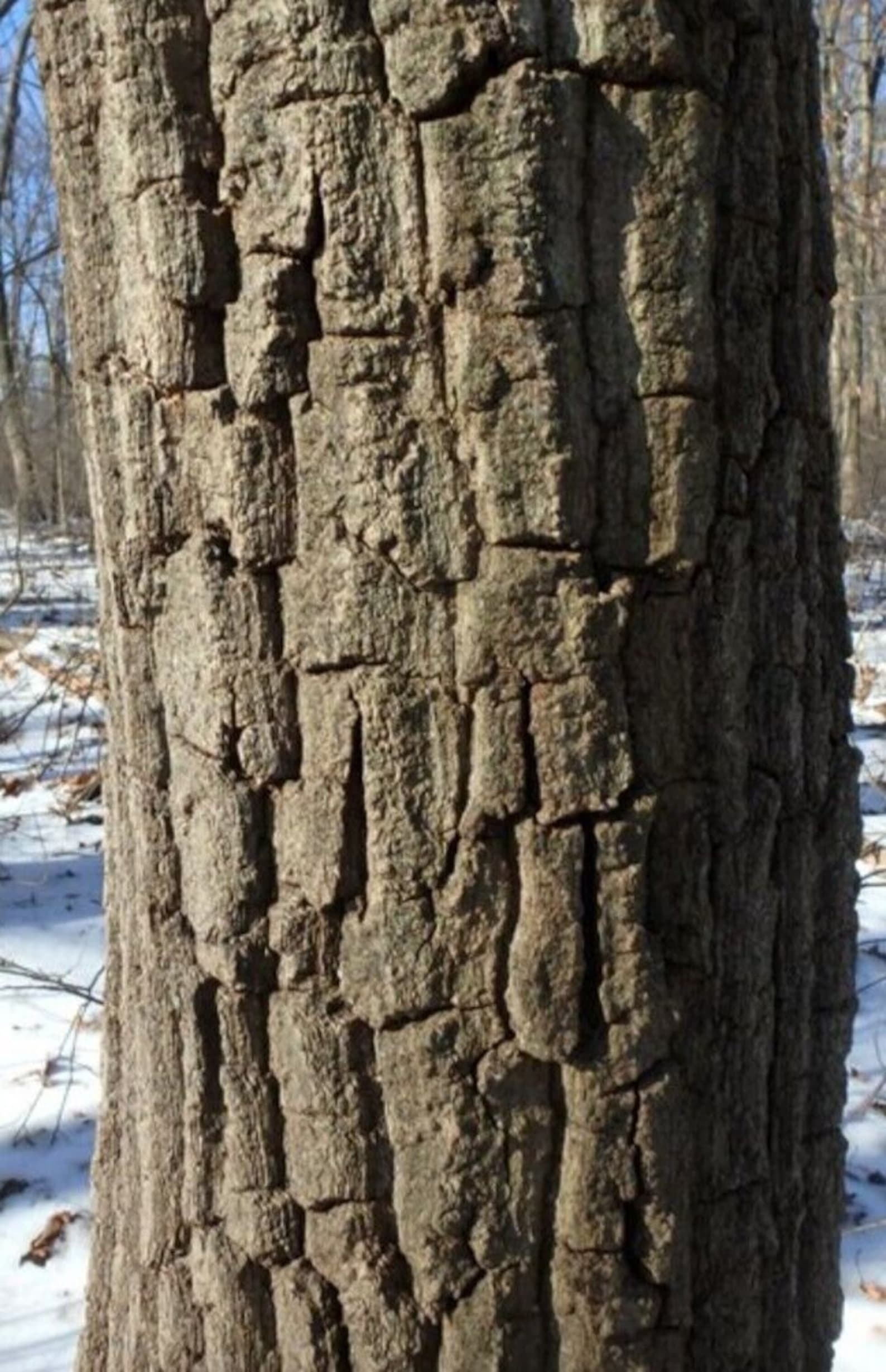 SASSAFRAS ROOTS One Pound Fresh Wild Grown Sassafras Roots With Bark ...