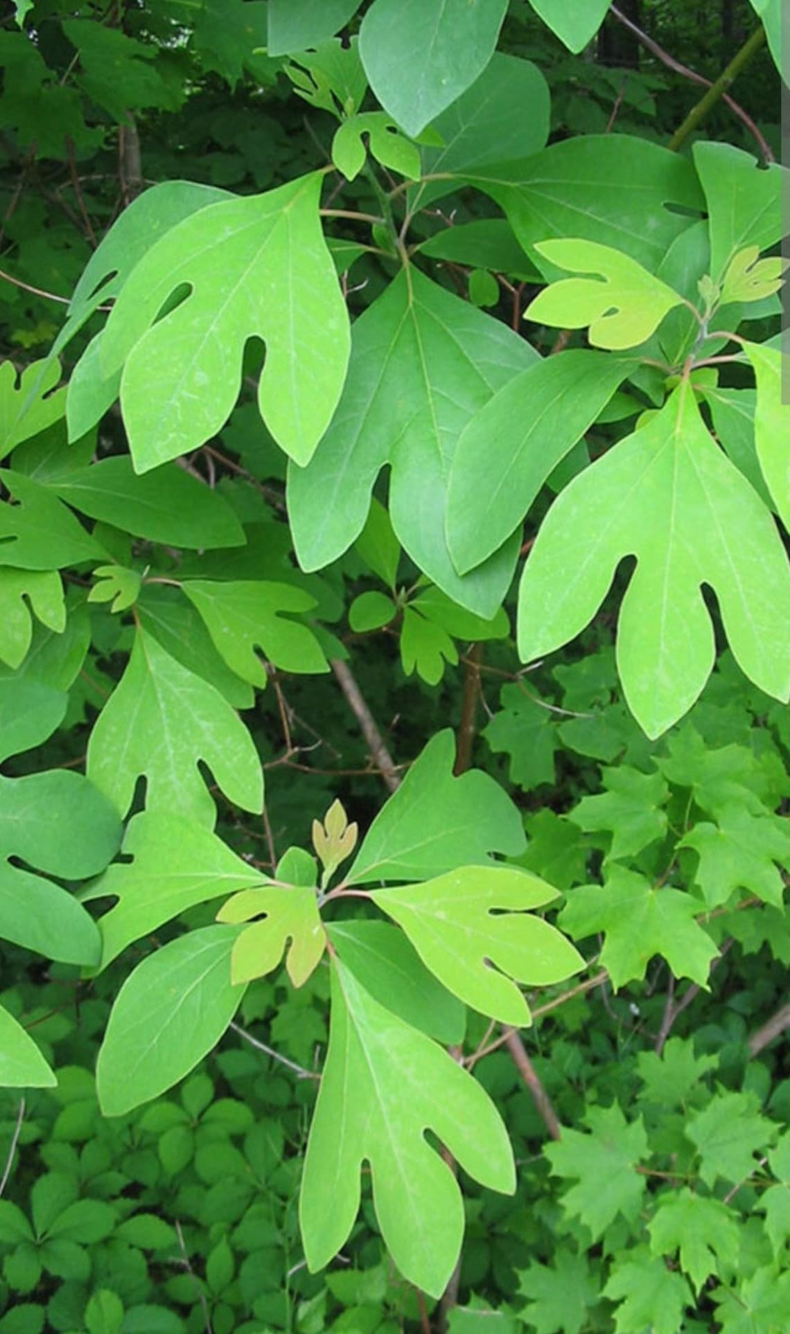 4 Ounces++ SASSAFRAS ROOTS Fresh Wild Grown Sassafras Roots With Bark ...